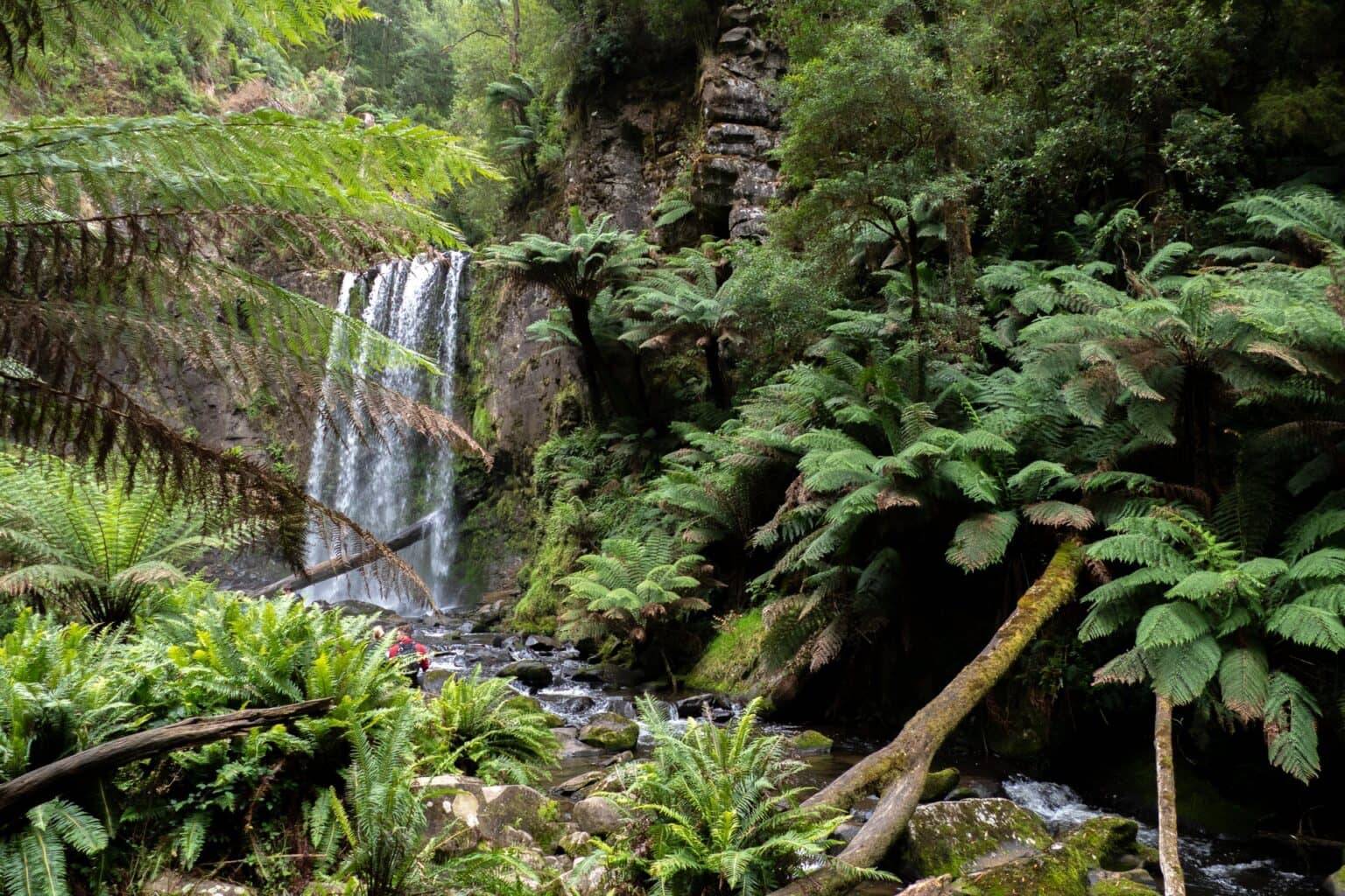Otways Hikes - Visit Great Ocean Road