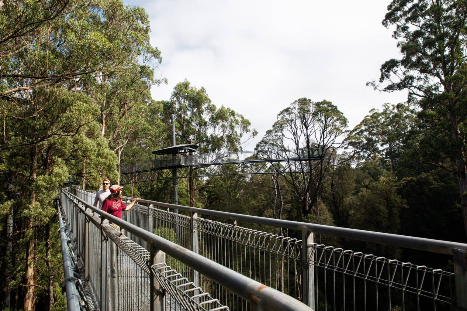 Otway Fly Treetop Adventures Walk - Visit Great Ocean Road