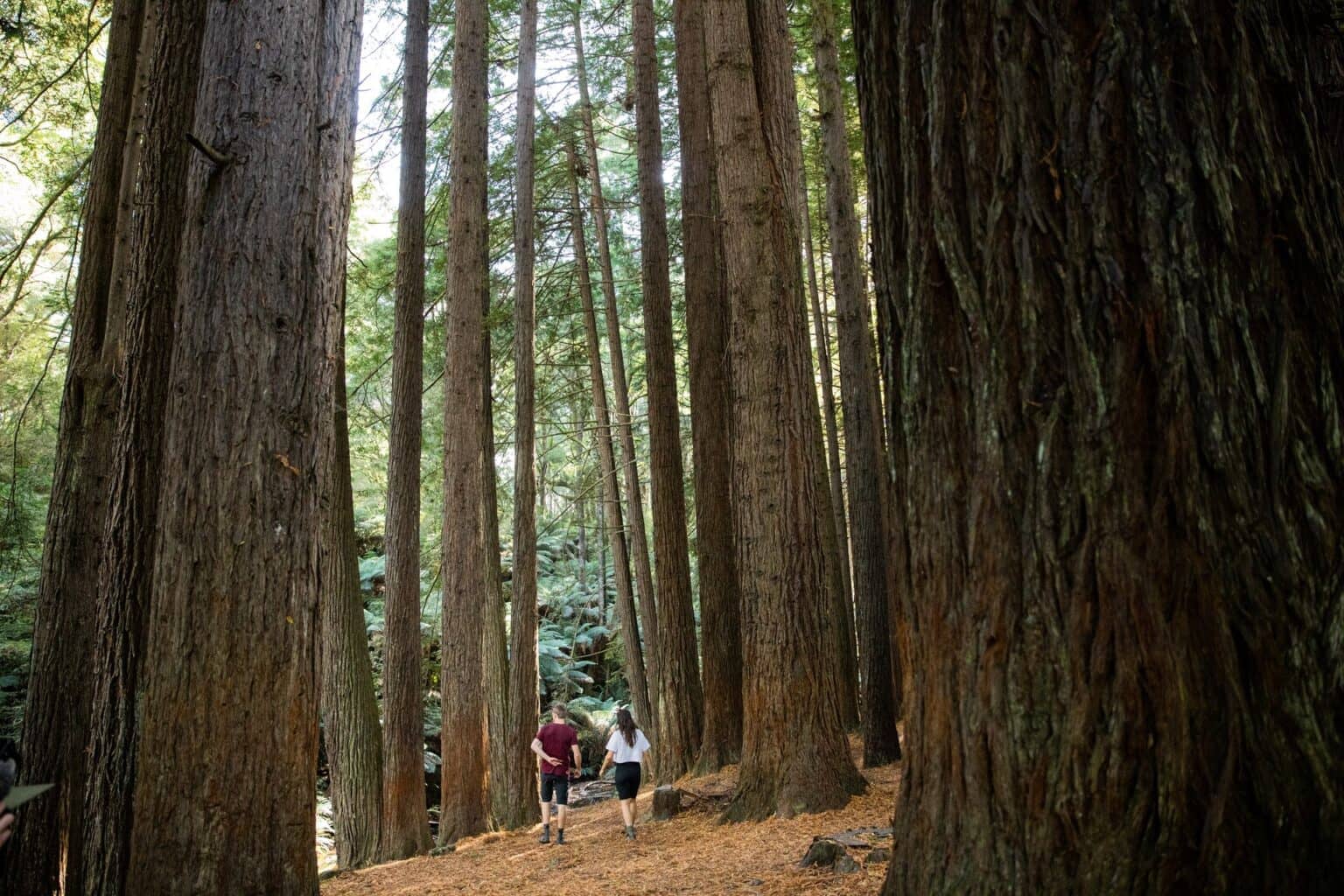 7 Days in the Great Ocean Road Region - Visit Great Ocean Road